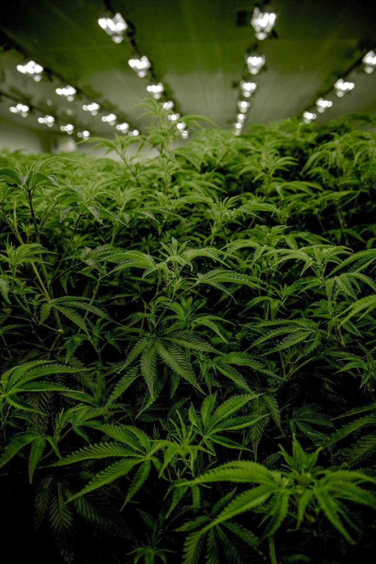 Ohio Cannabis Sales Surpass $1 Billion Since Legalization - WOWO News ...