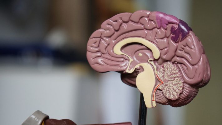 Research Suggests Heart Coherence Training May Support Brain Health ...