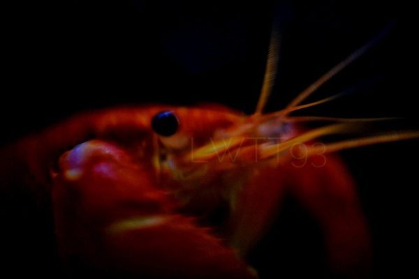 Invasive crustacean detected in Lake Superior completes spread across ...